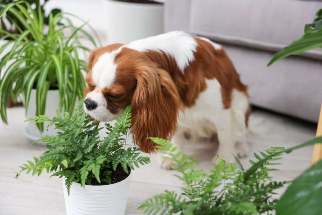 Toxic Plants for Dogs and Cats: Complete Guide with List of Dangerous ...