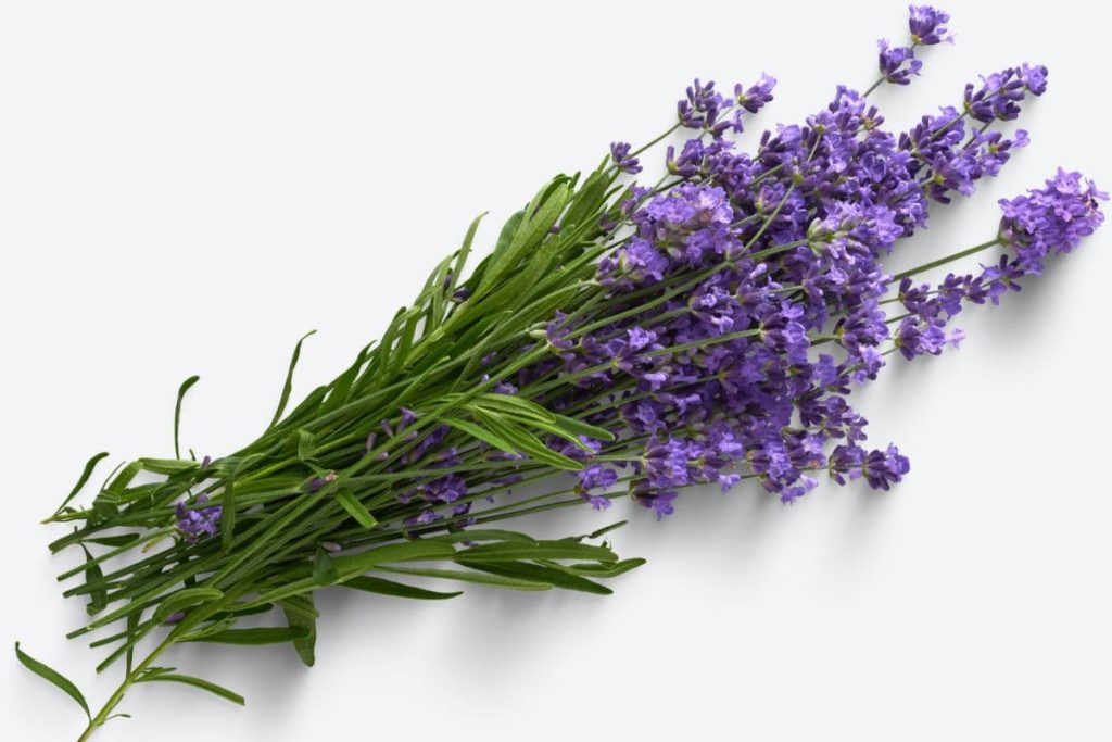 Toxic Plants for Dogs and Cats: Complete Guide with List of Dangerous ...